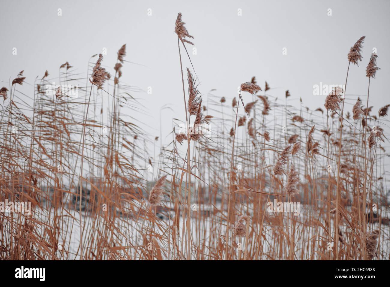 Closeup photo of high reeds growing in different directions and aiming ...
