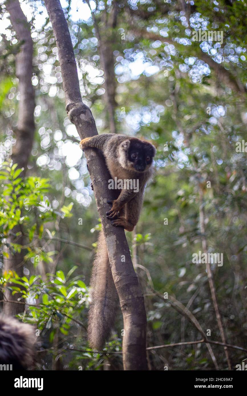 Vertical shot of a common Brown Lemur hanging from a tree in the ...