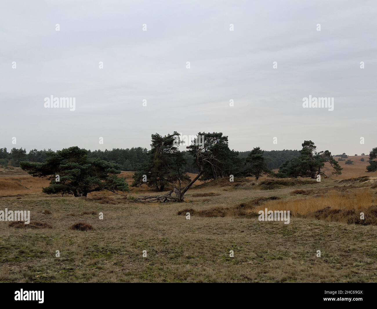 Cloudy day in the Veluwe above Arnhem, The Netherlands Stock Photo - Alamy