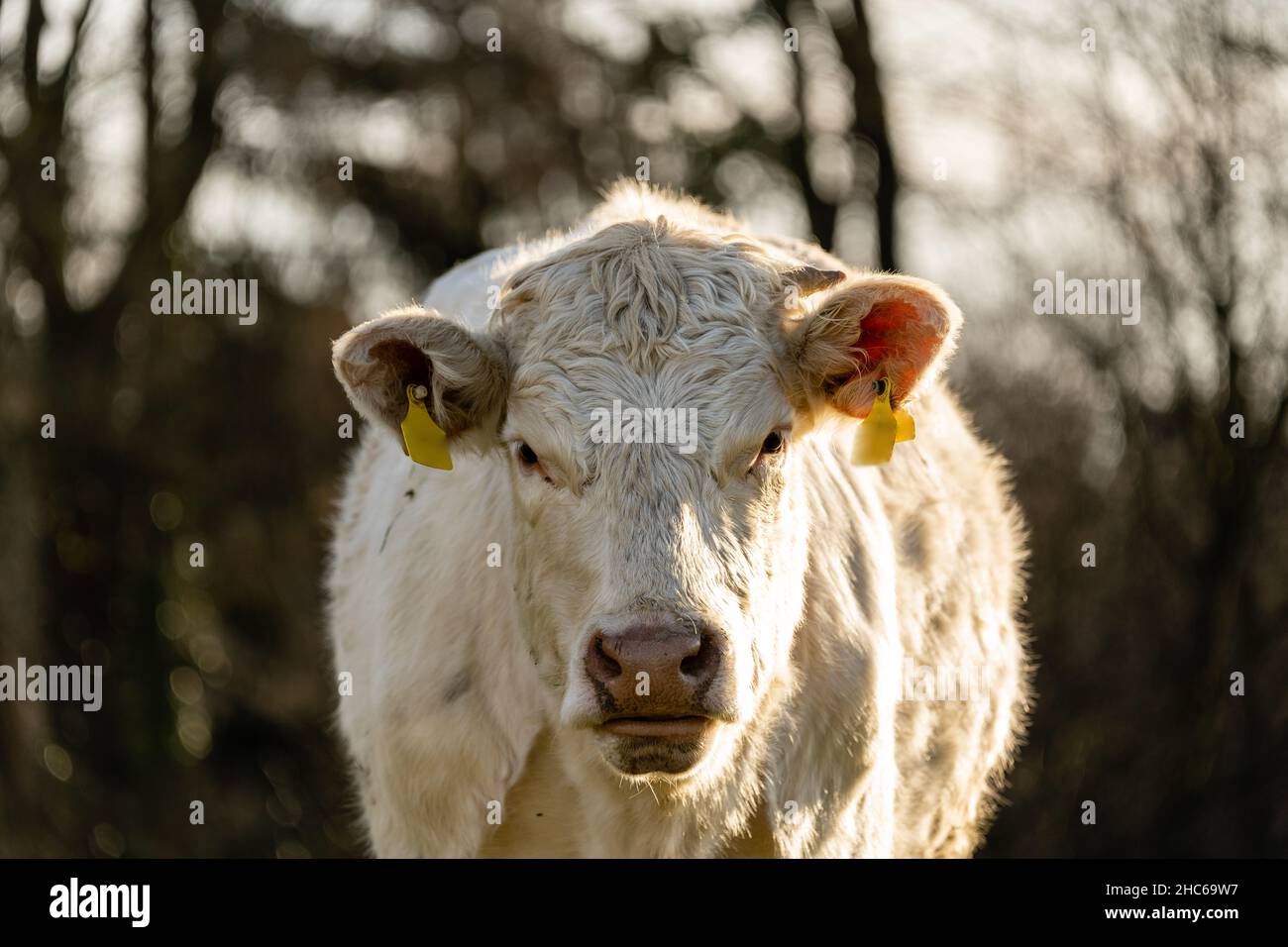 Portrait of a cow with a white fur and yellow marks on his ears ...