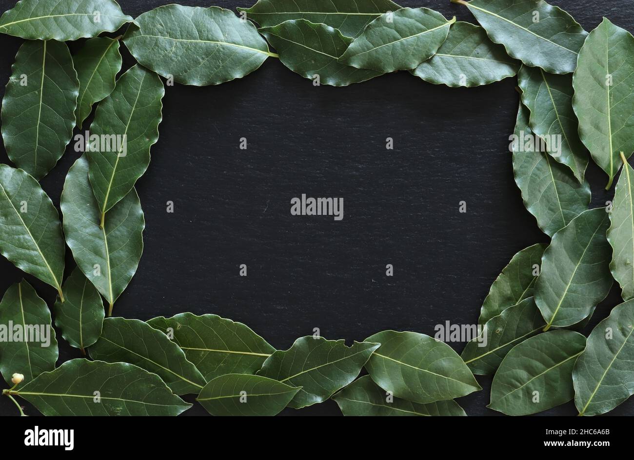 Photography of laurel leave on slate background for messages Stock ...