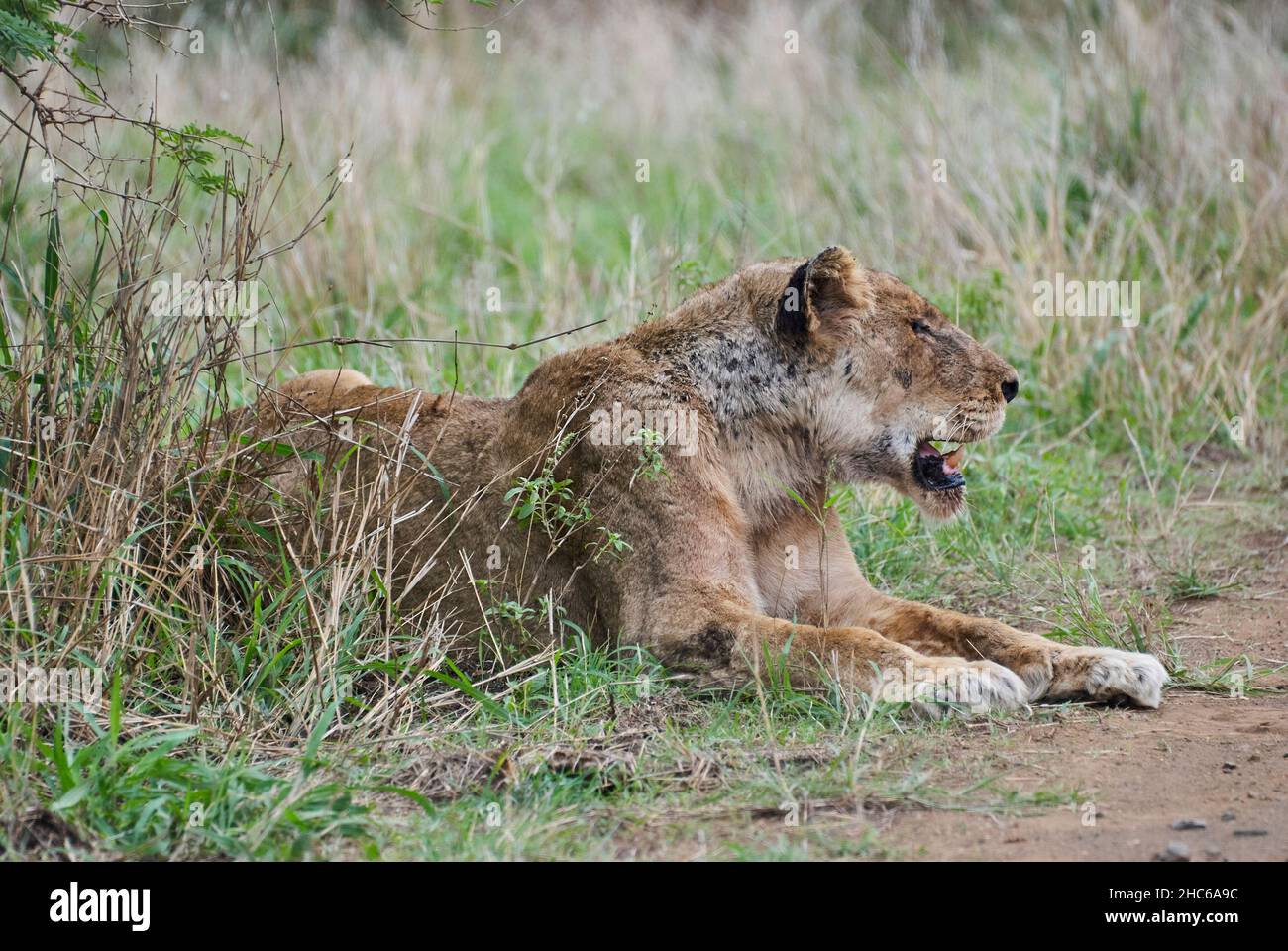 Lion Natural Habitat