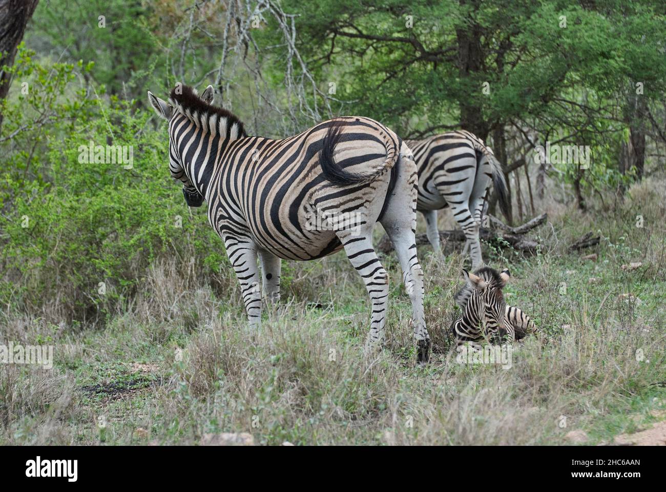 Baby Plains Zebra, Hippotigris, African equines quagga with distinctive ...