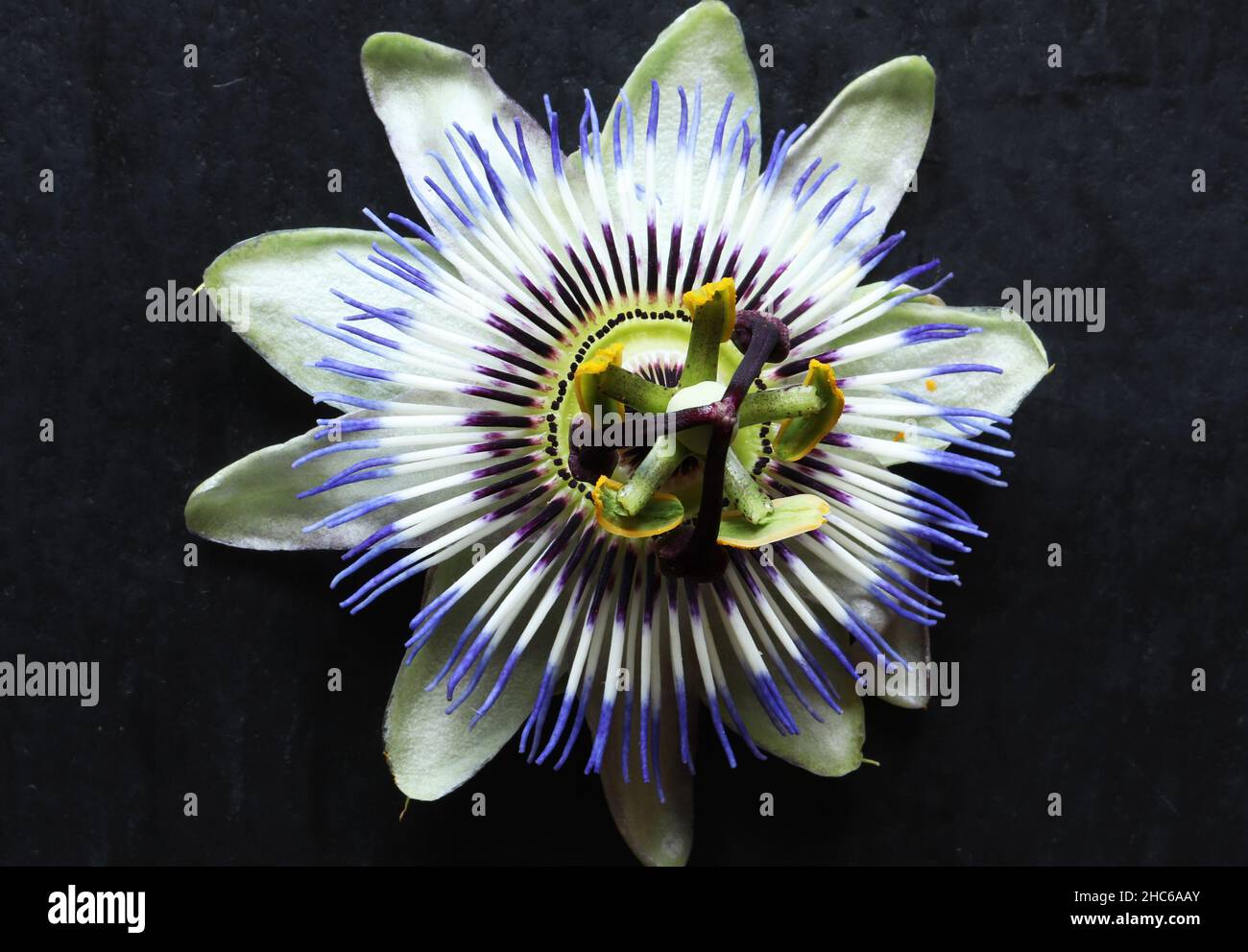 Photography Of A Flower Of Passiflora Caerulea Also Known As Blue Passionflower Bluecrown
