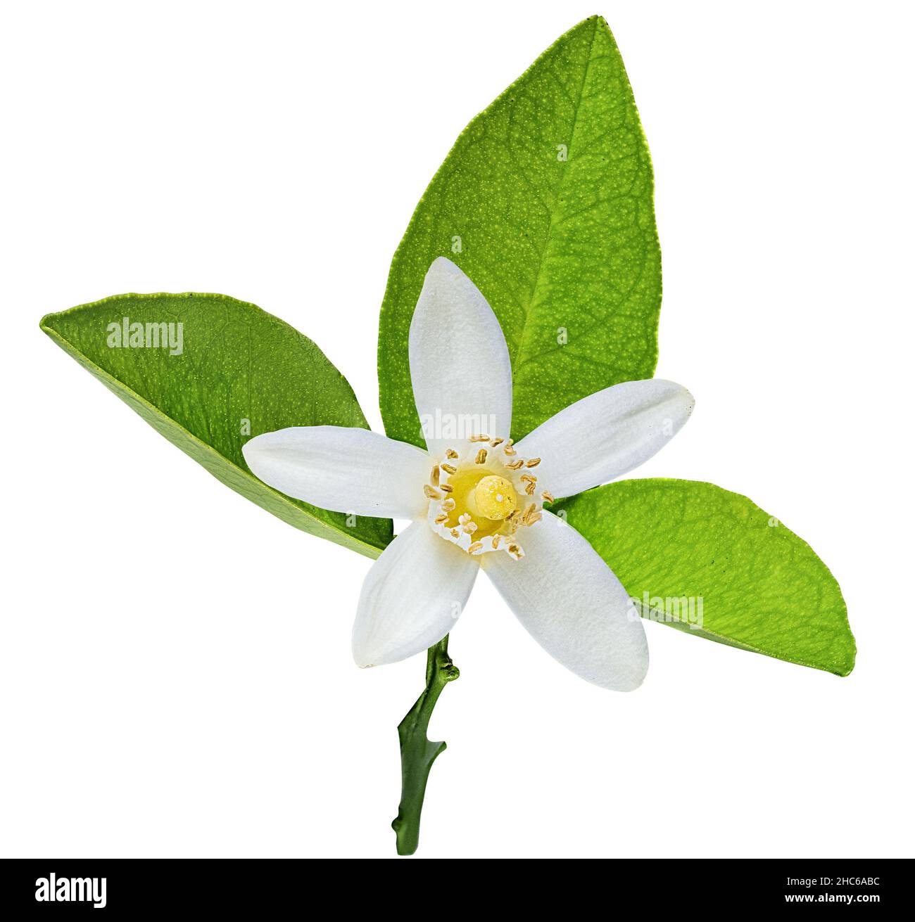 Lemon flower isolated on white background Stock Photo - Alamy