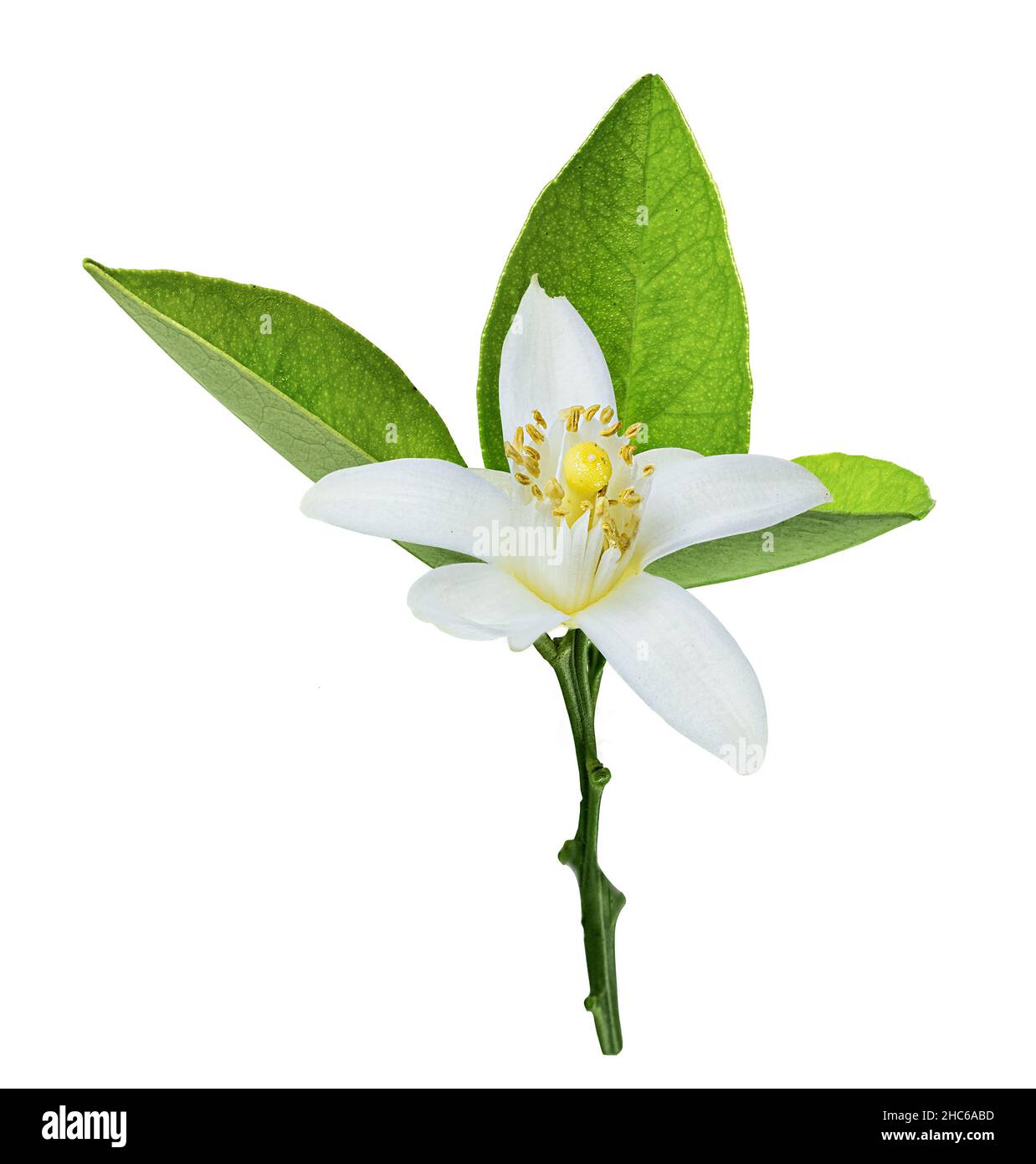 Lemon flower isolated on white background Stock Photo - Alamy