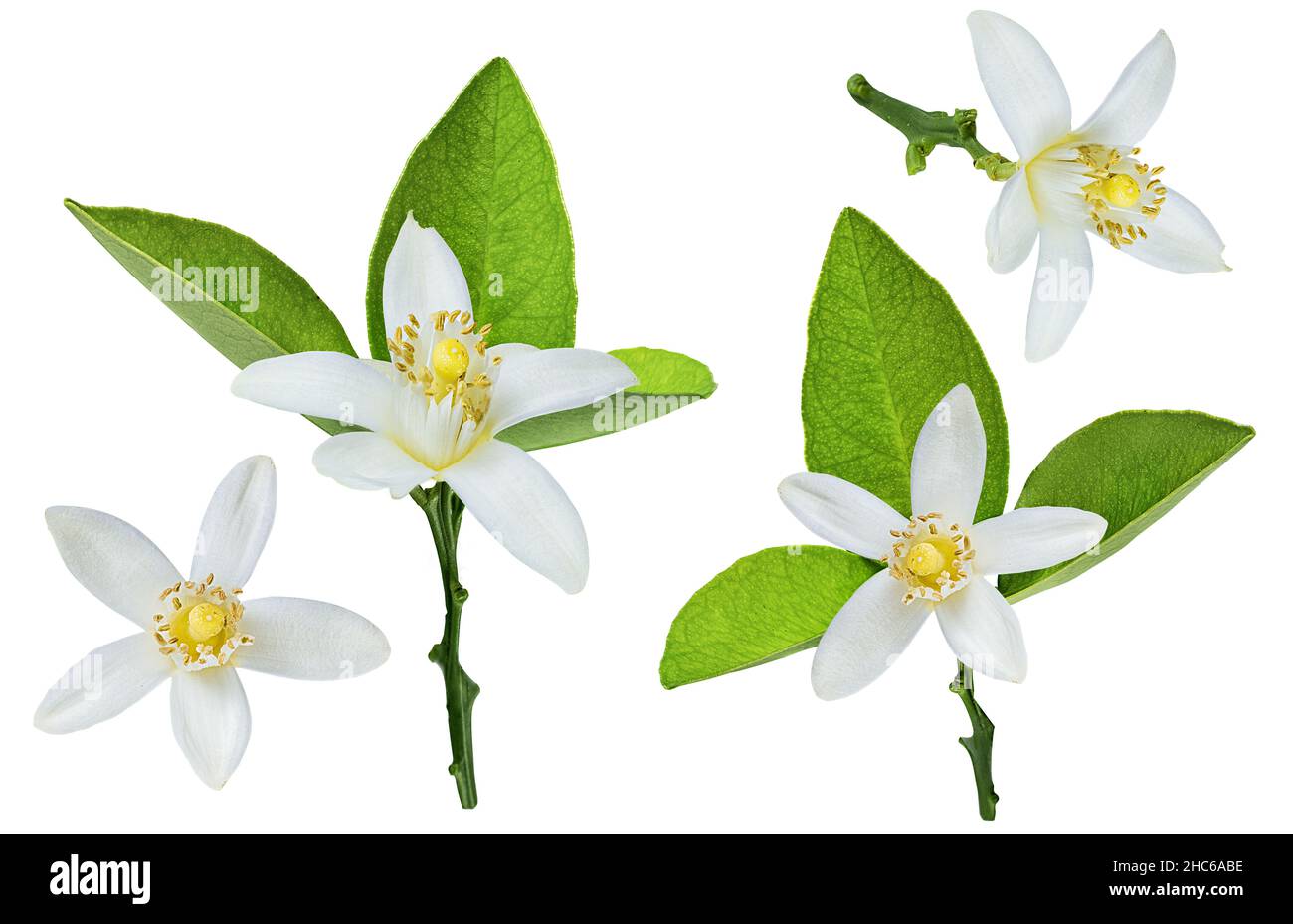 Lemon flower isolated on white background Stock Photo - Alamy