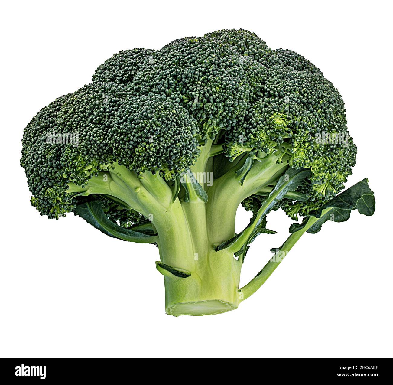 Broccoli isolated on white background Stock Photo - Alamy