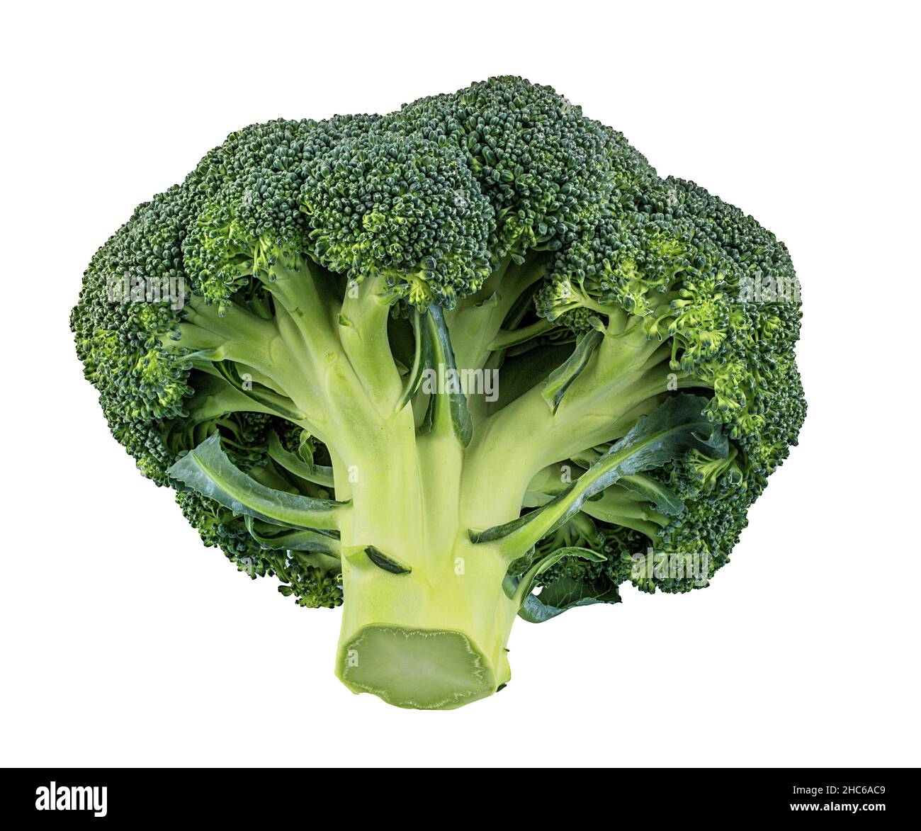 Broccoli isolated on white background Stock Photo - Alamy