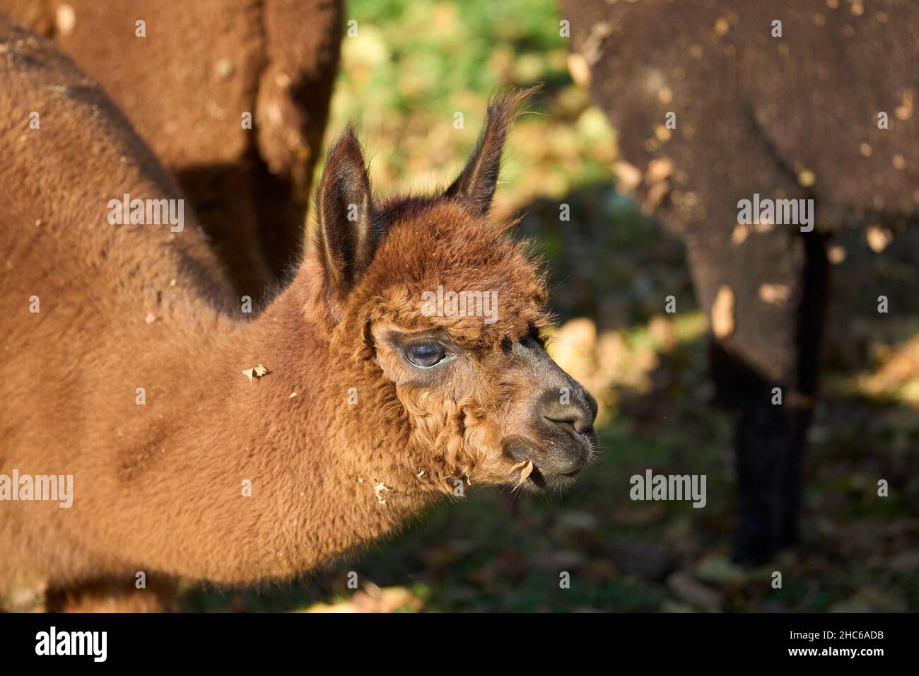 Side view of alpaca hi-res stock photography and images - Alamy