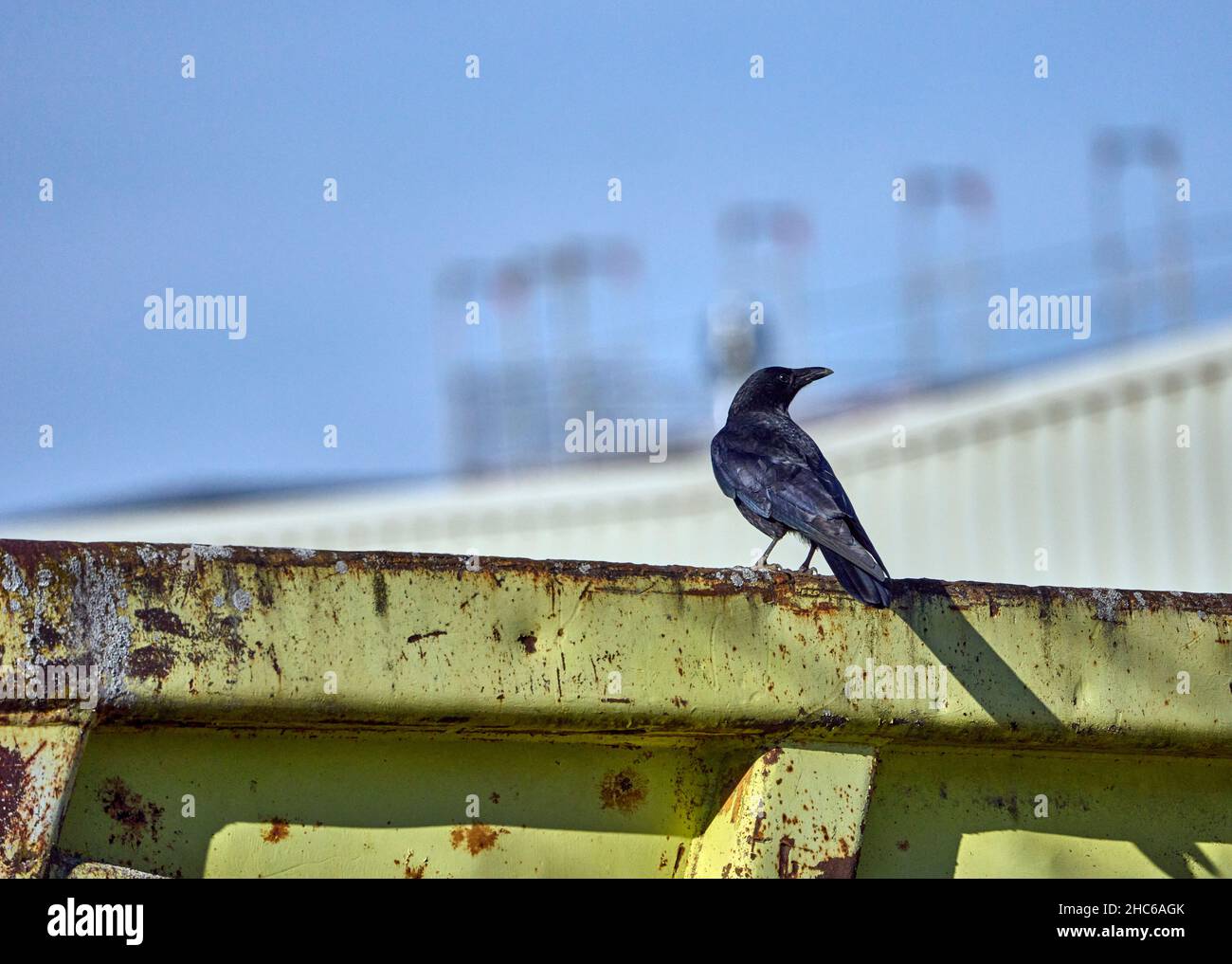 Back view of bird hi-res stock photography and images - Alamy