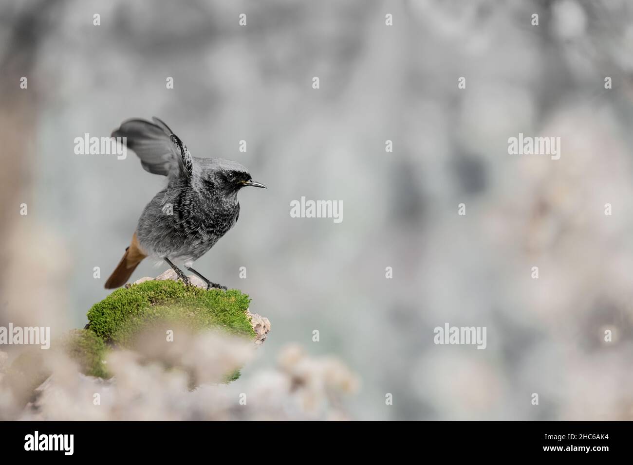 The black redstart male ready to fly (Phoenicurus ochruros Stock Photo ...