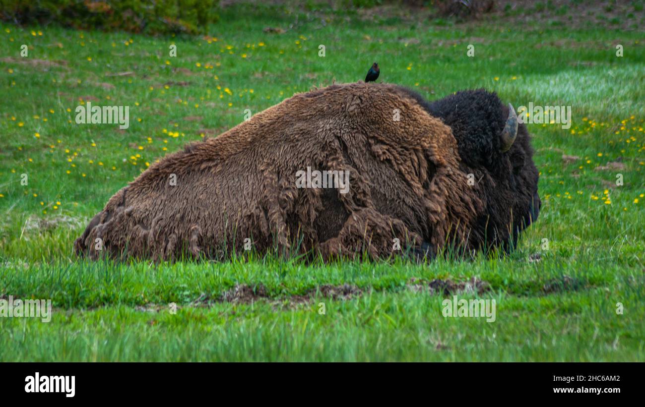 A bison resting in a grassland Stock Photo - Alamy