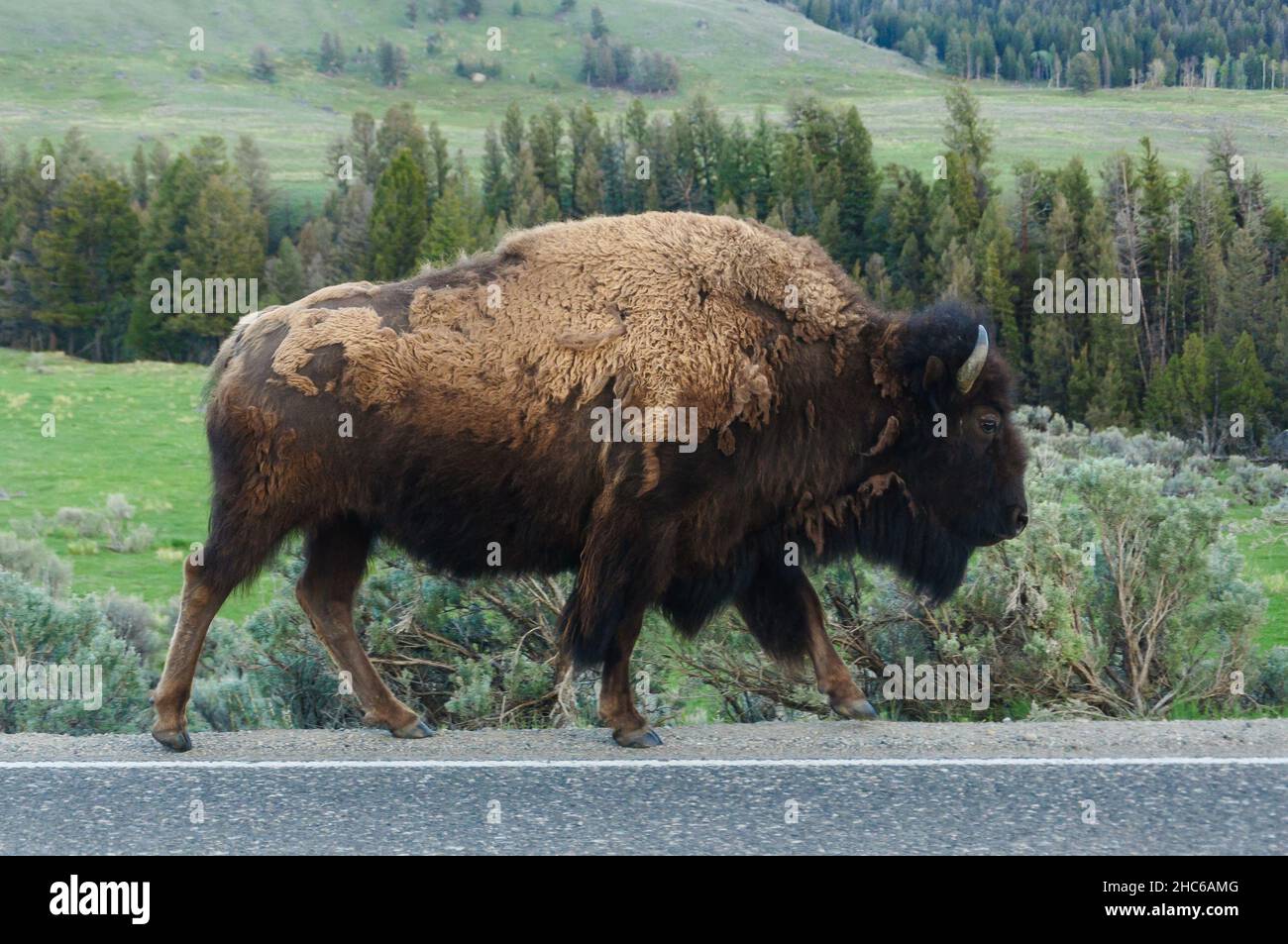 Wild roadside fauna hi-res stock photography and images - Alamy