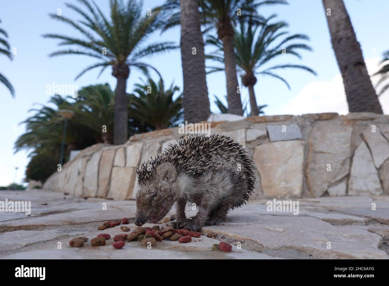 Hedgehog diseases hi-res stock photography and images - Alamy