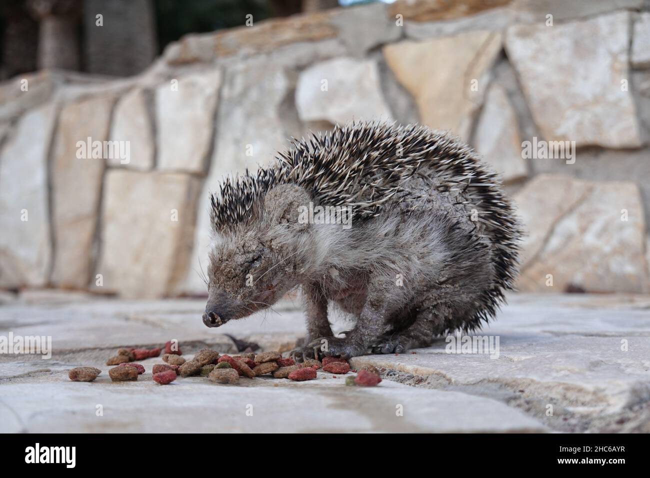 Hedgehog diseases hi-res stock photography and images - Alamy