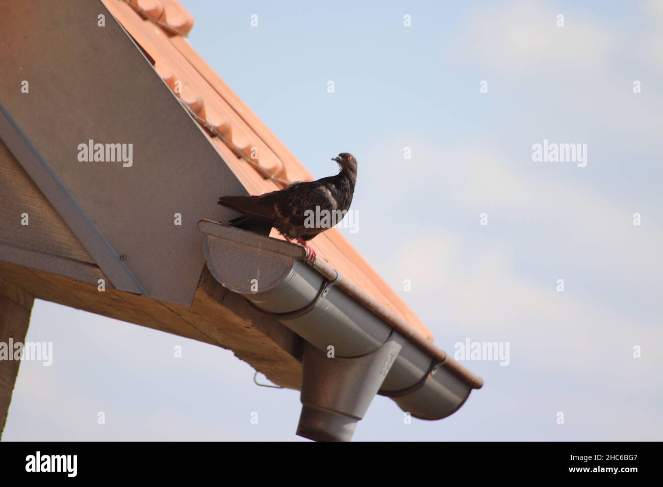 Tiny brown bird hi-res stock photography and images - Alamy