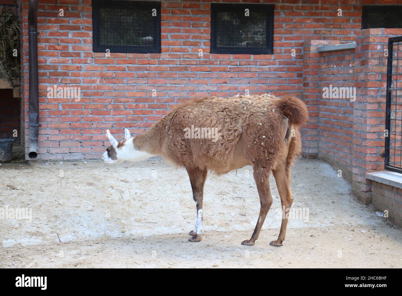 Guanaco standing aside stretching its neck forward and down in front of ...