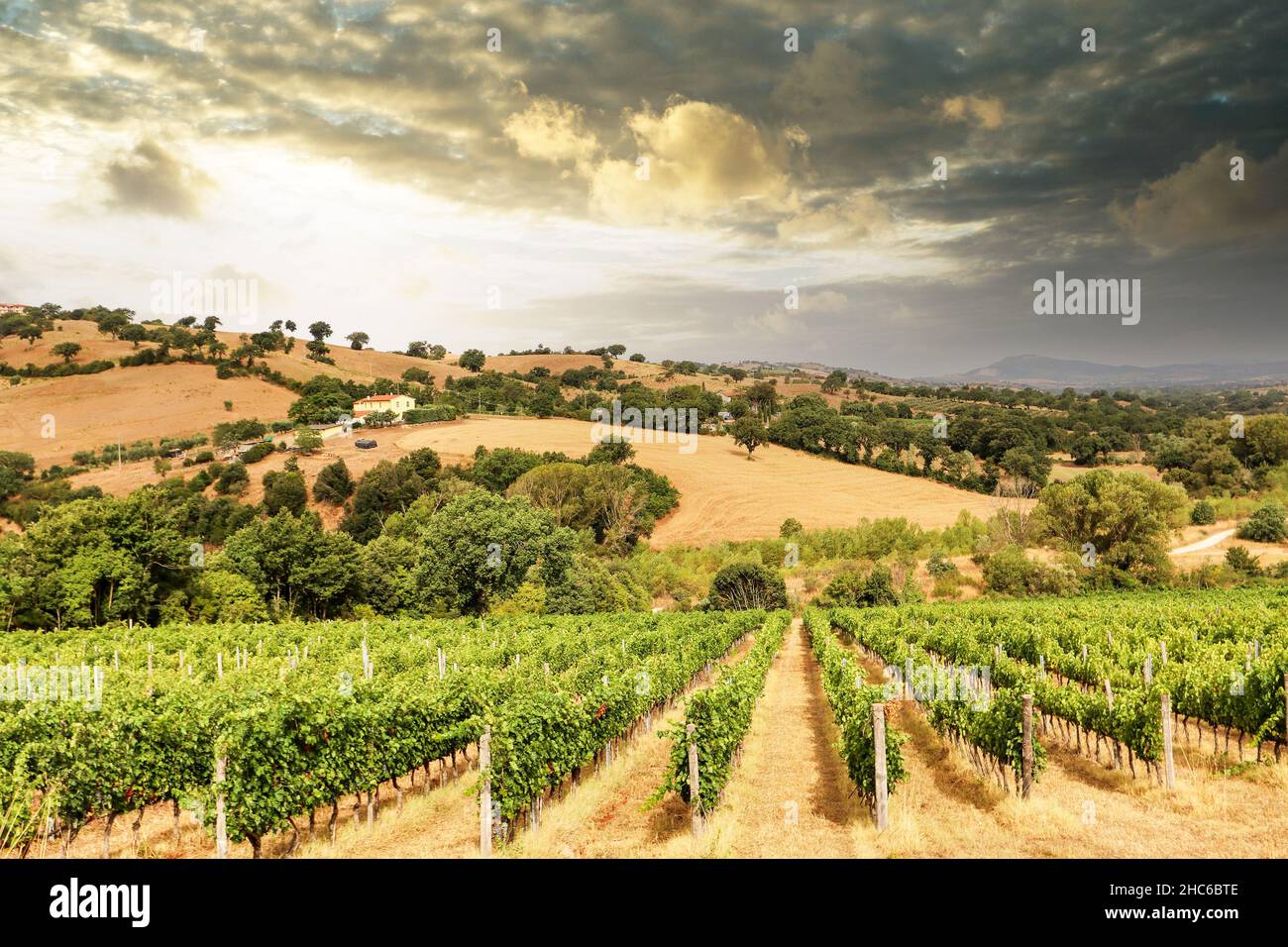 Vineyards with grapevine and hilly tuscan landscape near winery along ...