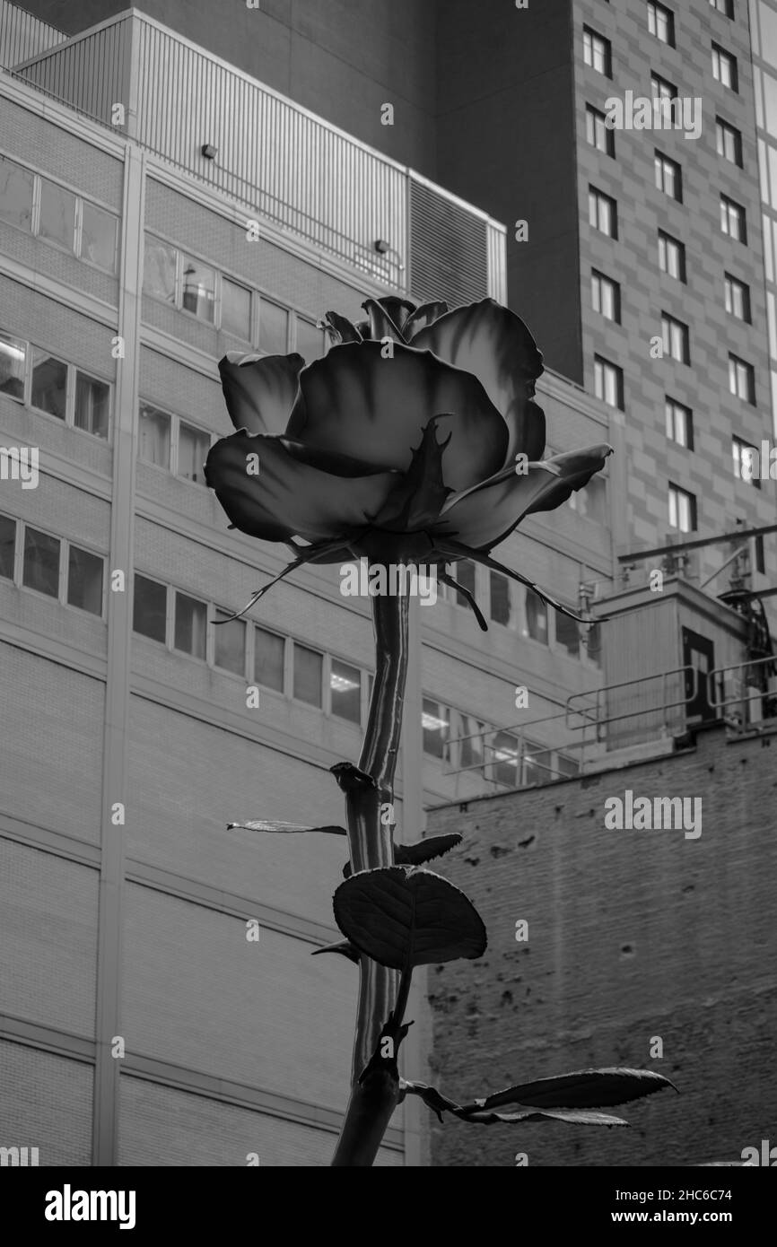 Grayscale rose hi-res stock photography and images - Alamy