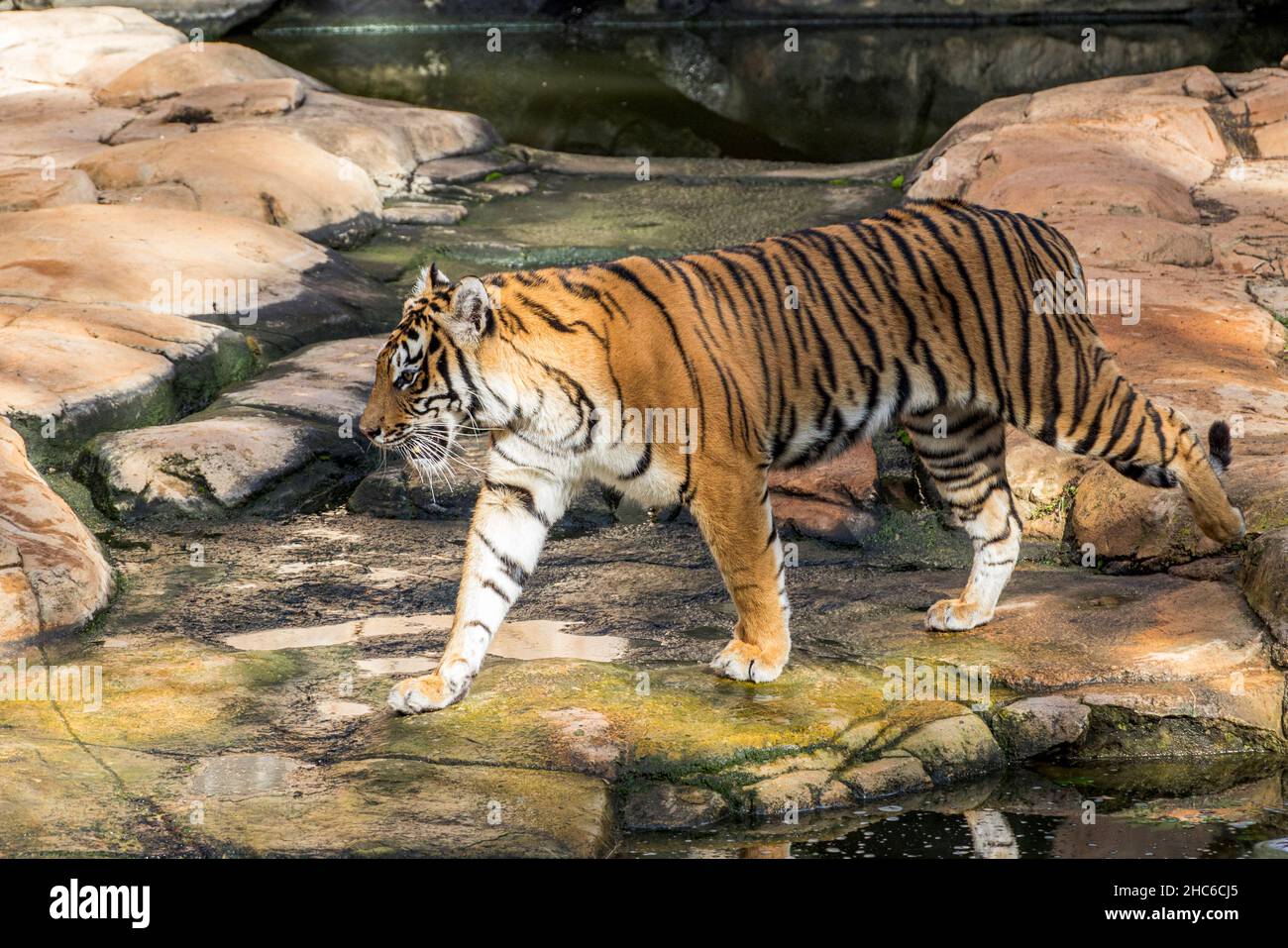 Tiger walking in the cage in the zoo Stock Photo - Alamy