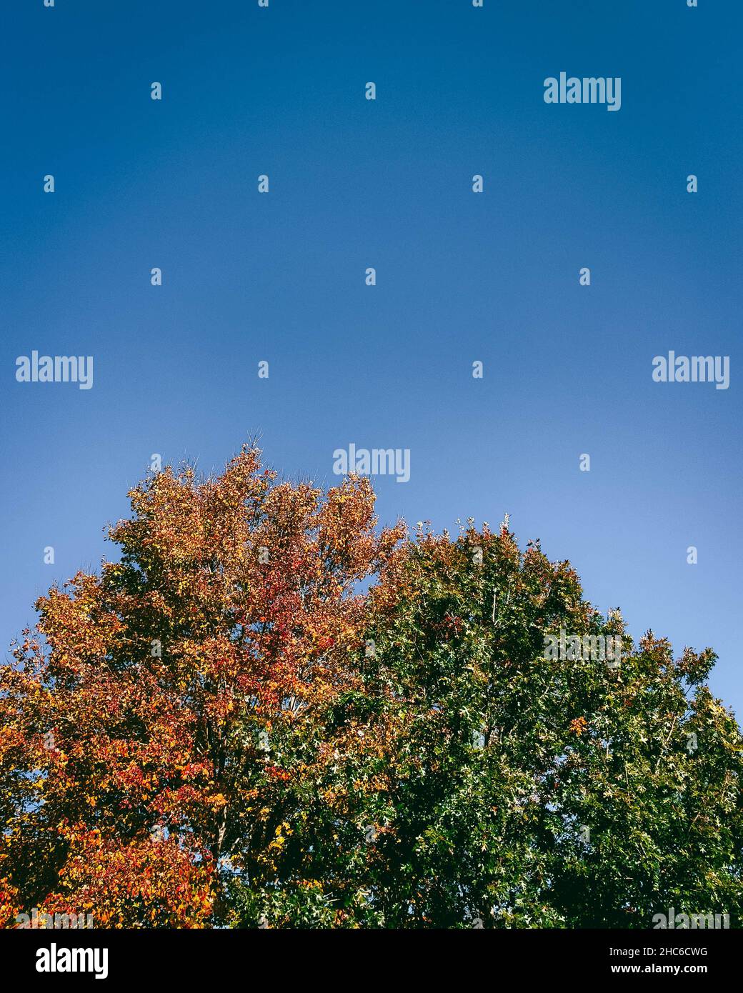 Vertical shot of half fall and half spring leaves on a tree Stock Photo ...