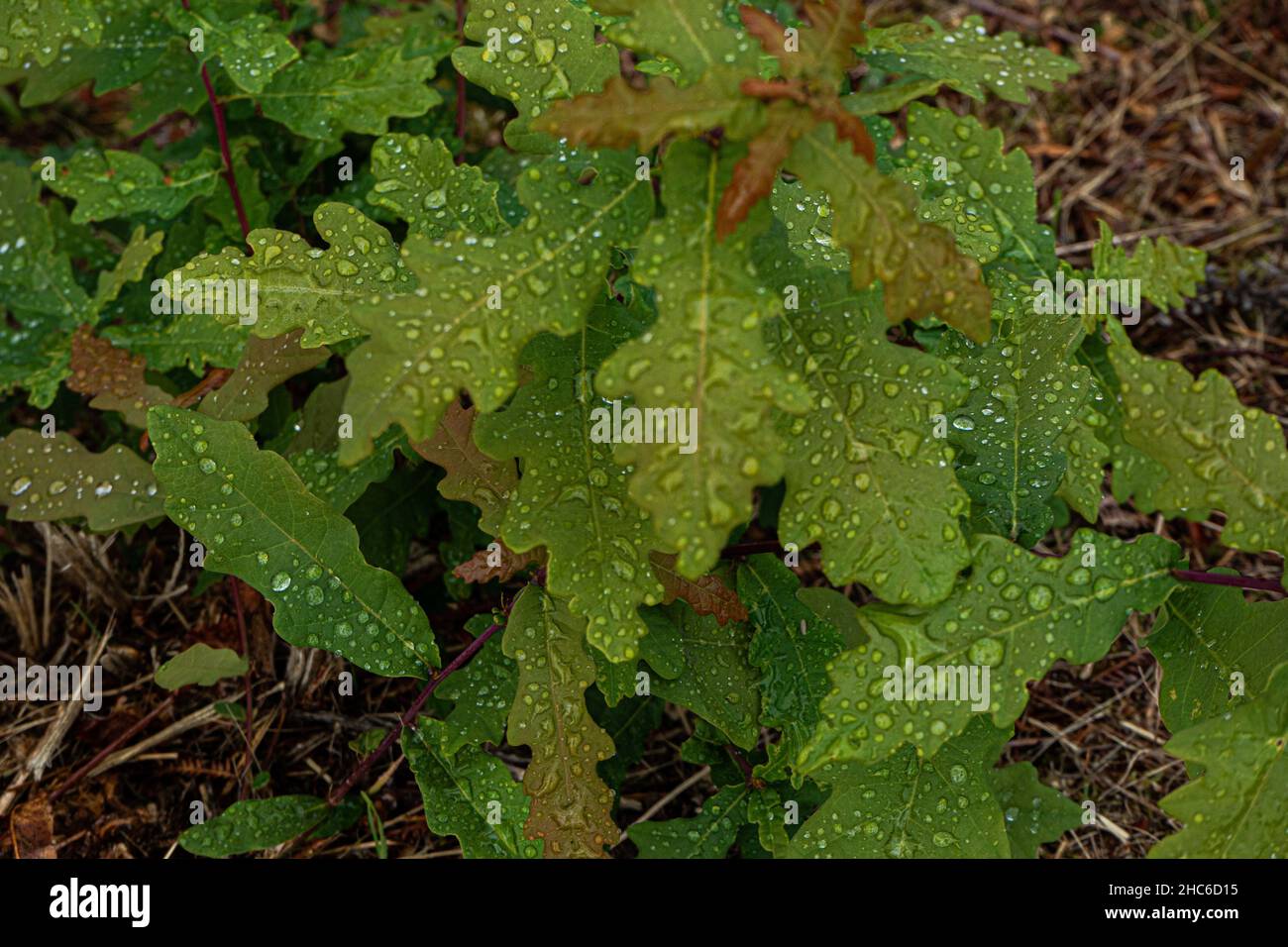 Oak leaves rain hi-res stock photography and images - Alamy