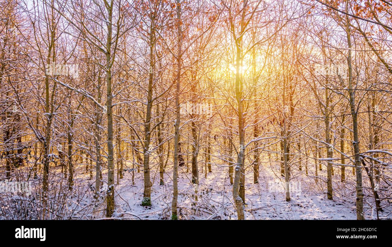 The sun rises against a backdrop of trees covered in snow Stock Photo ...