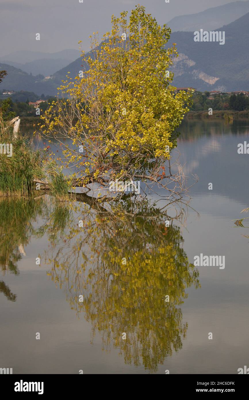 Vertical shot of a tree falling in the lake Stock Photo - Alamy