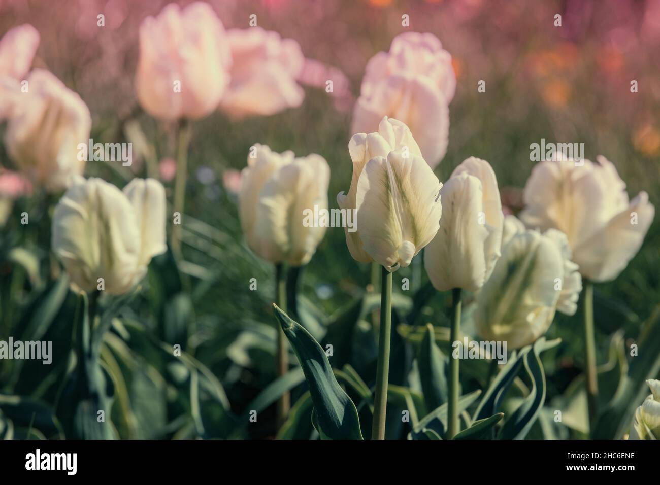 Orange and red tulips blooming in the field in spring. Spring nature ...