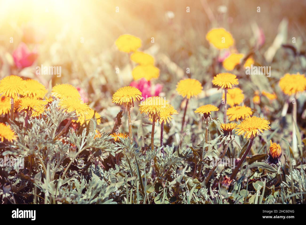 Spring field dandelions hi-res stock photography and images - Alamy