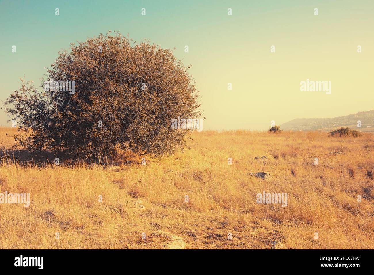 The plateau at the top of the Arbel mount. Tree on the field with dry ...