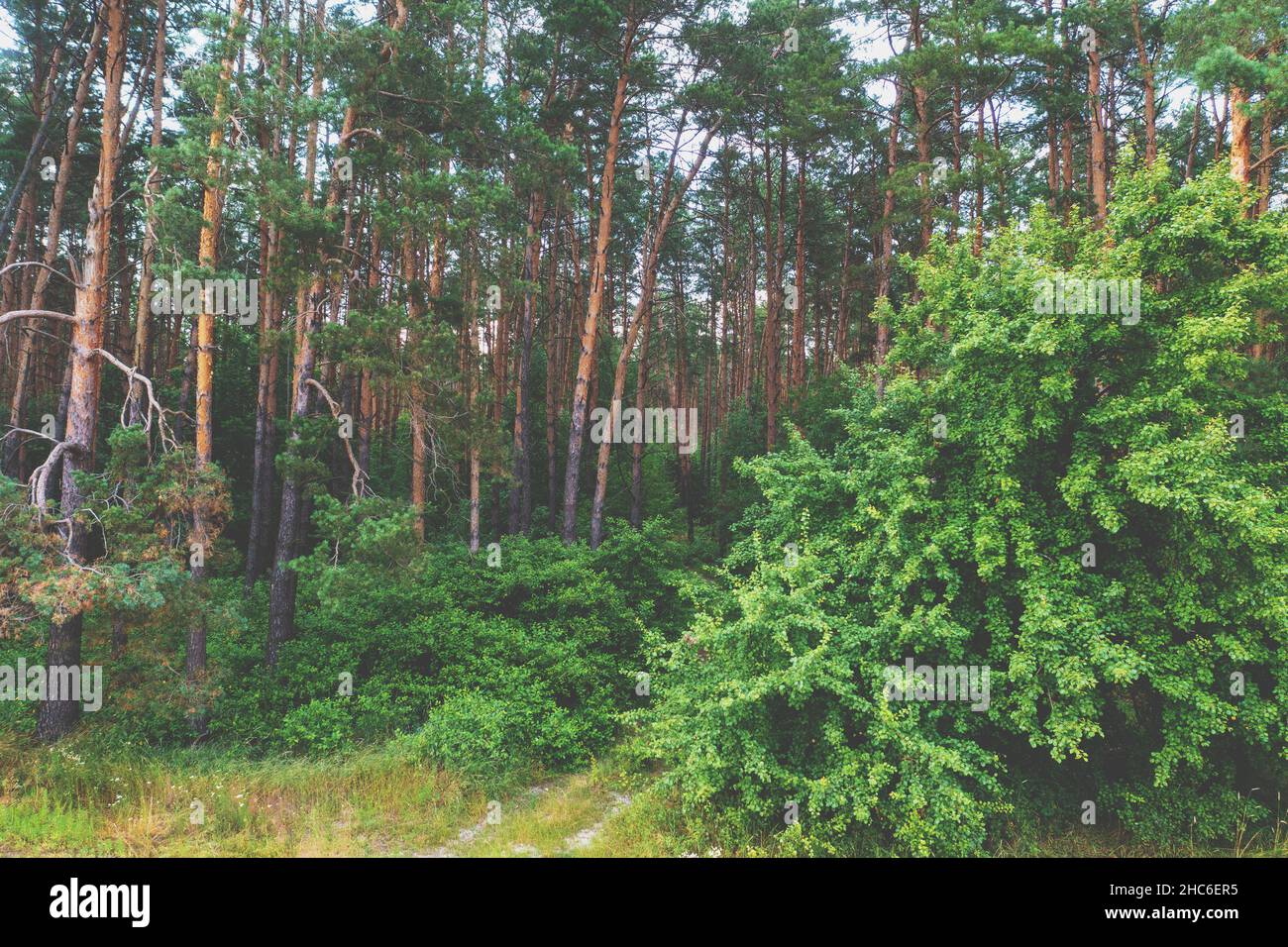 Pear tree top view hi-res stock photography and images - Alamy