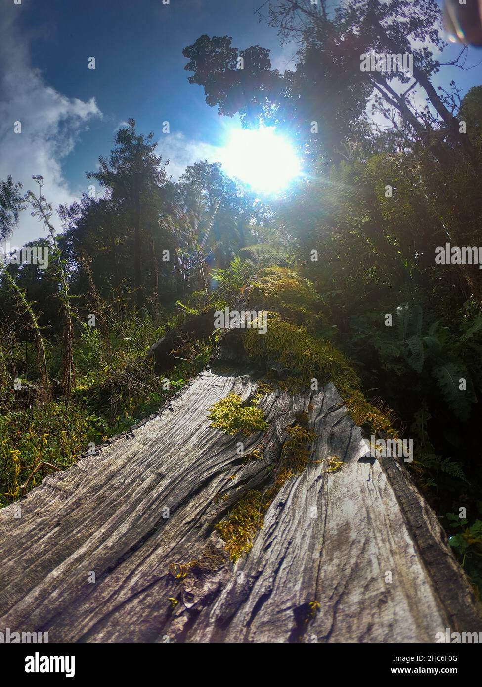 Vertical Angles In Nature Vertical Video 360 Panorama Wide Angle