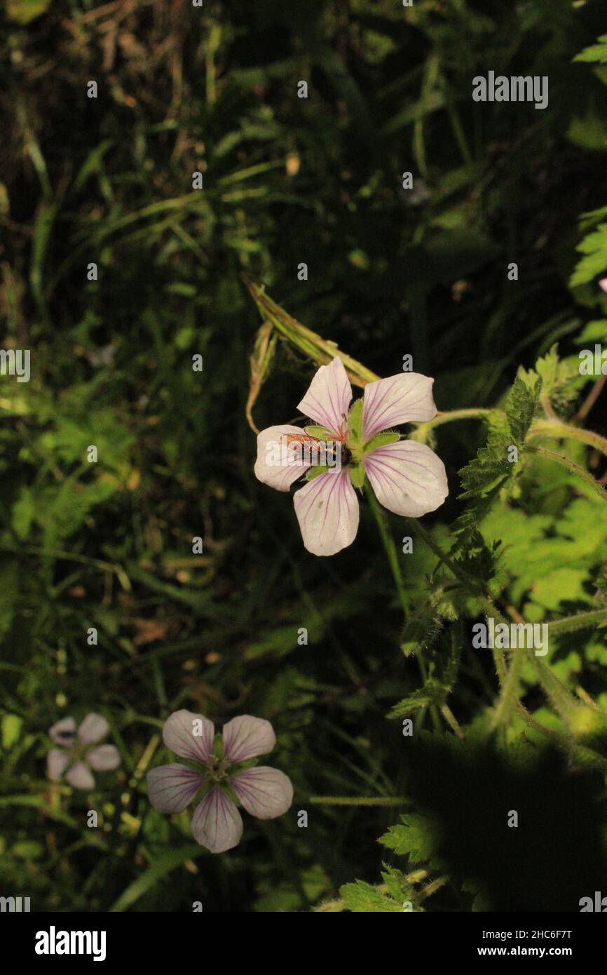 Beautiful Geraniales flowers growing in a garden Stock Photo - Alamy