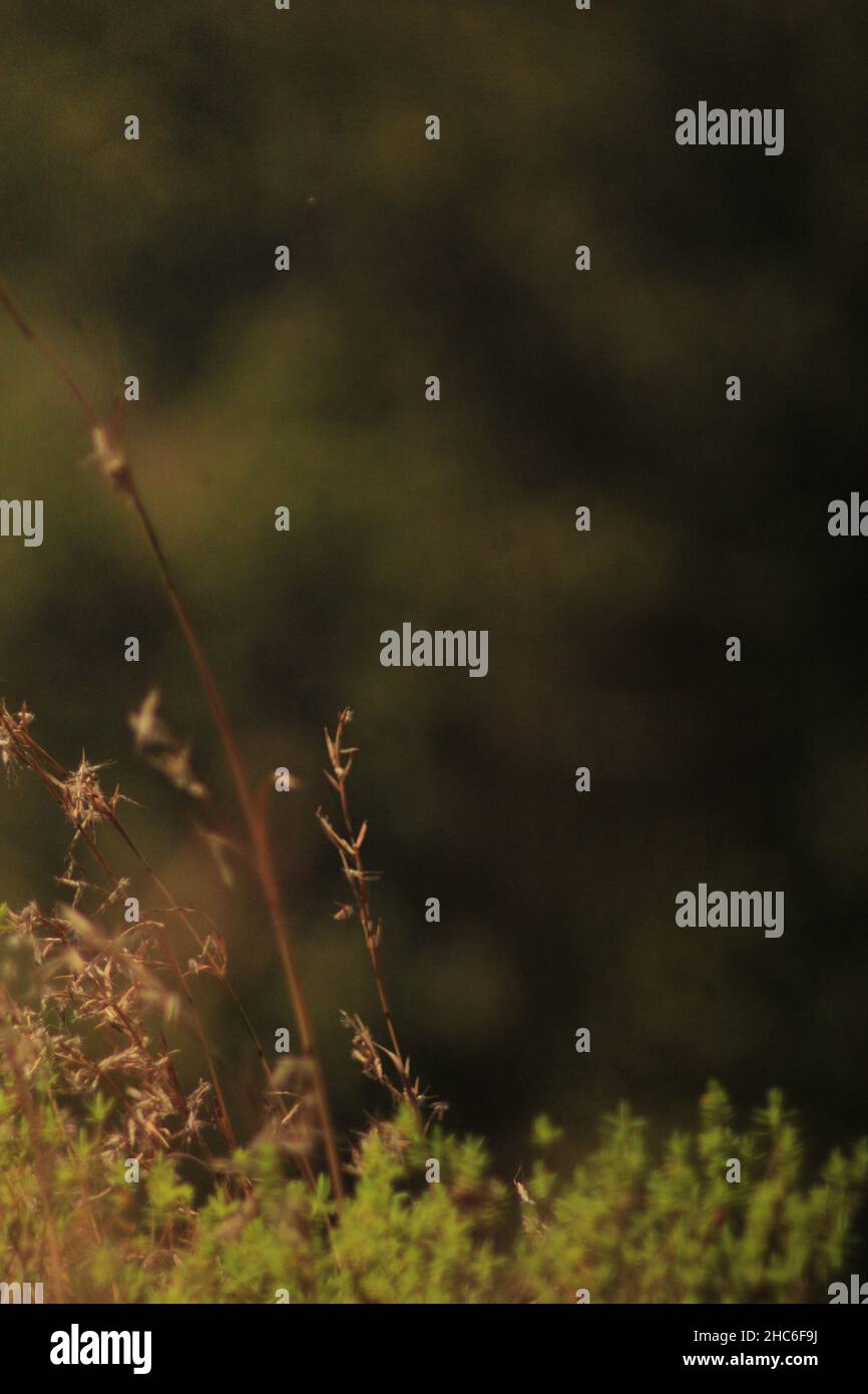 Dry forest plants hi-res stock photography and images - Alamy
