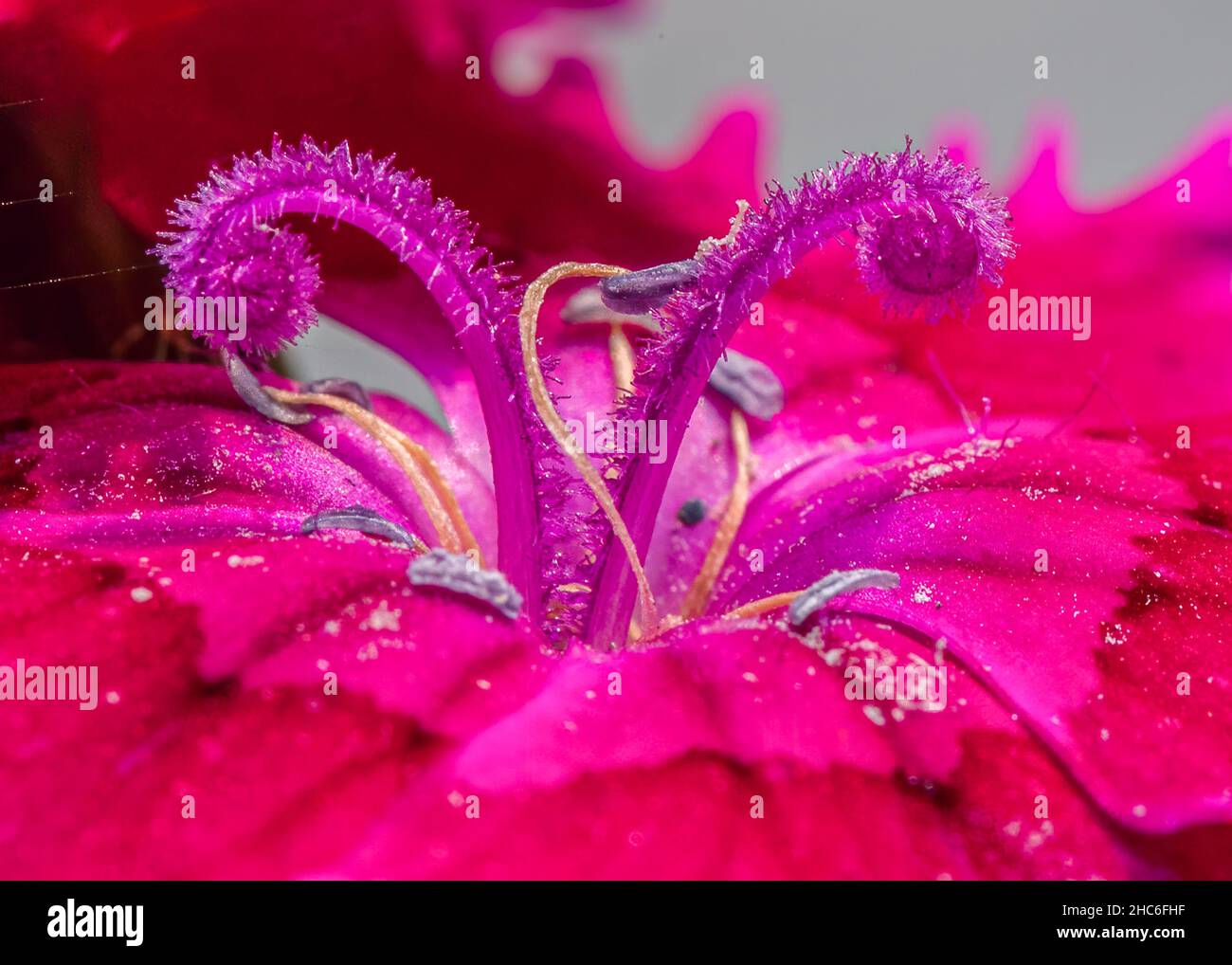 Pollen of a red flower Dianthus chinesis in garden Stock Photo - Alamy