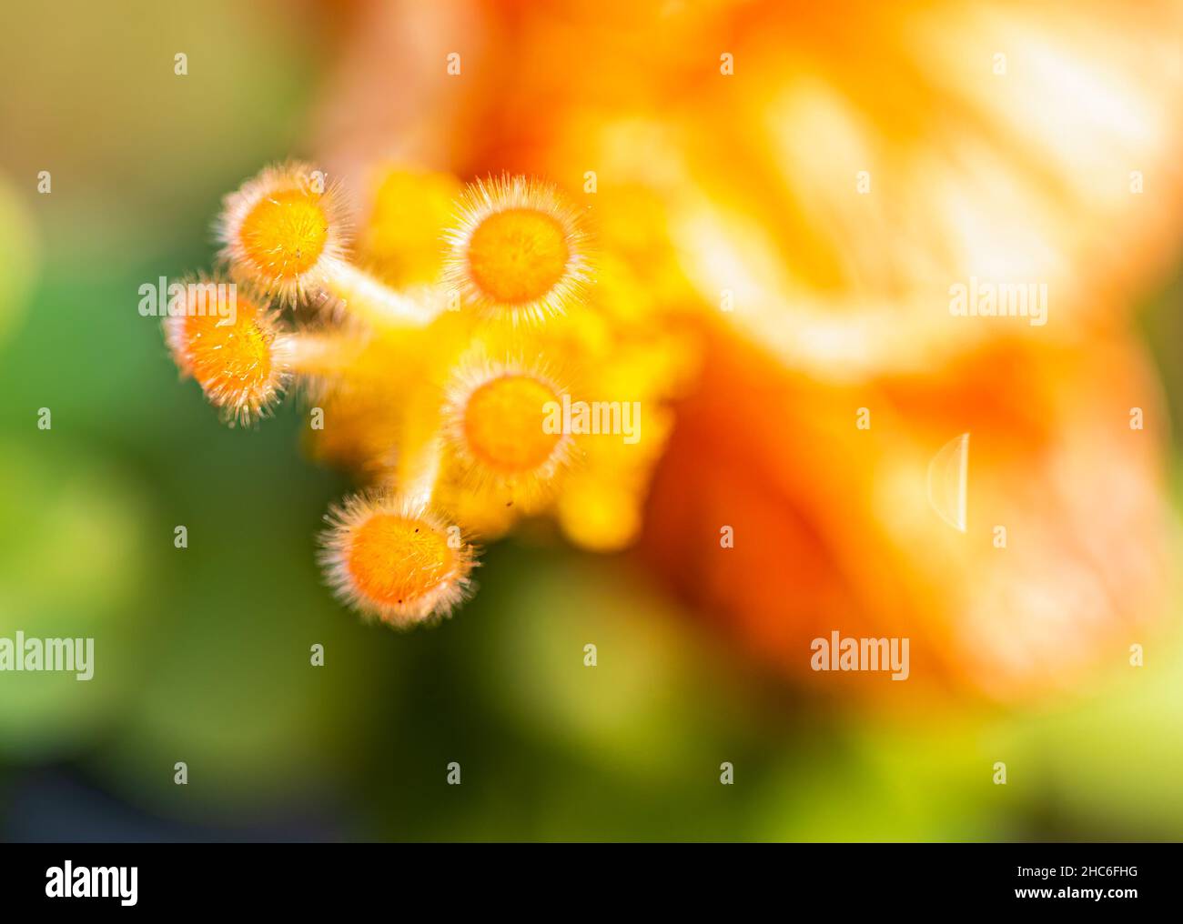 Pollen of a hibiscus flower macro shot Stock Photo - Alamy