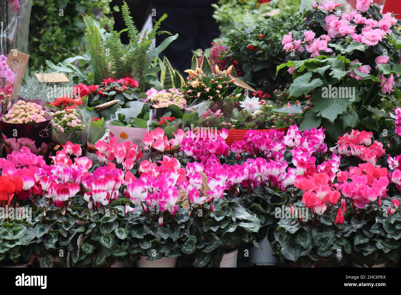 flower stall at the market Stock Photo - Alamy