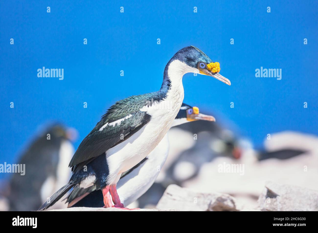 Blue eyed cormorant leucocarbo atriceps or phalacrocorax atriceps hi ...