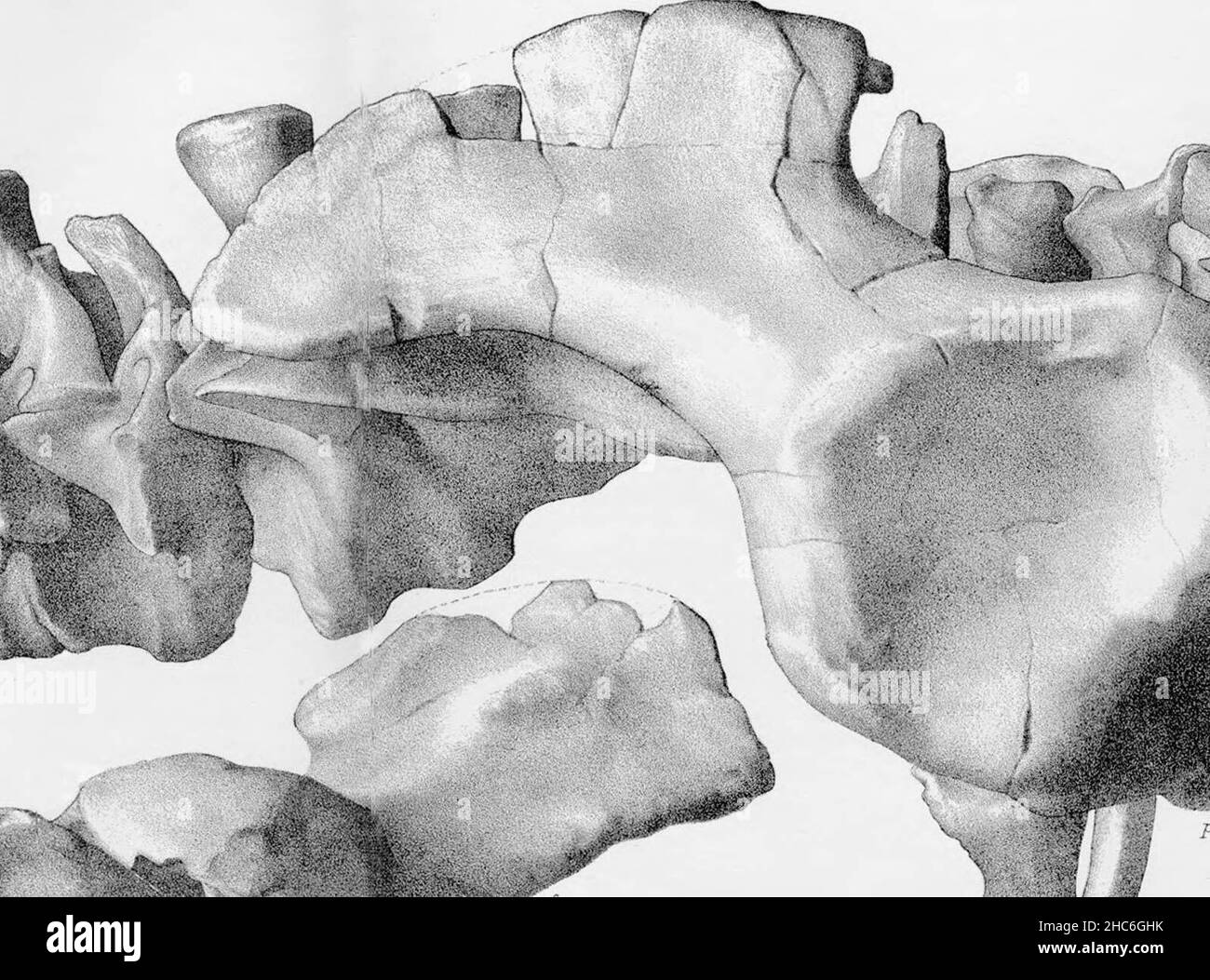 Classification image Black and White Stock Photos & Images - Alamy