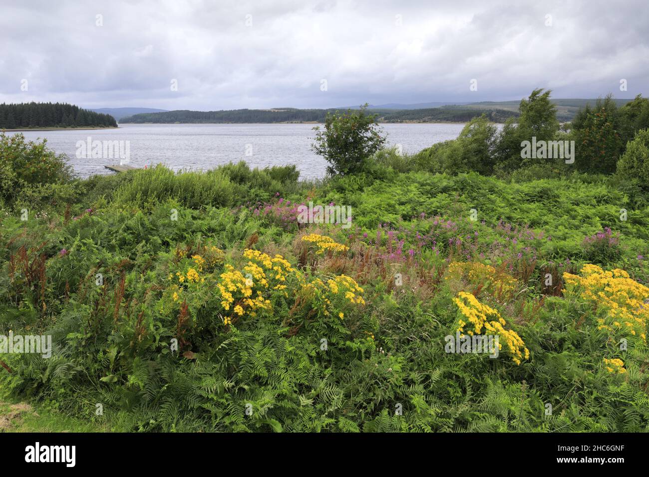 Summer view looking over Kielder Water and Kielder Forest Park ...