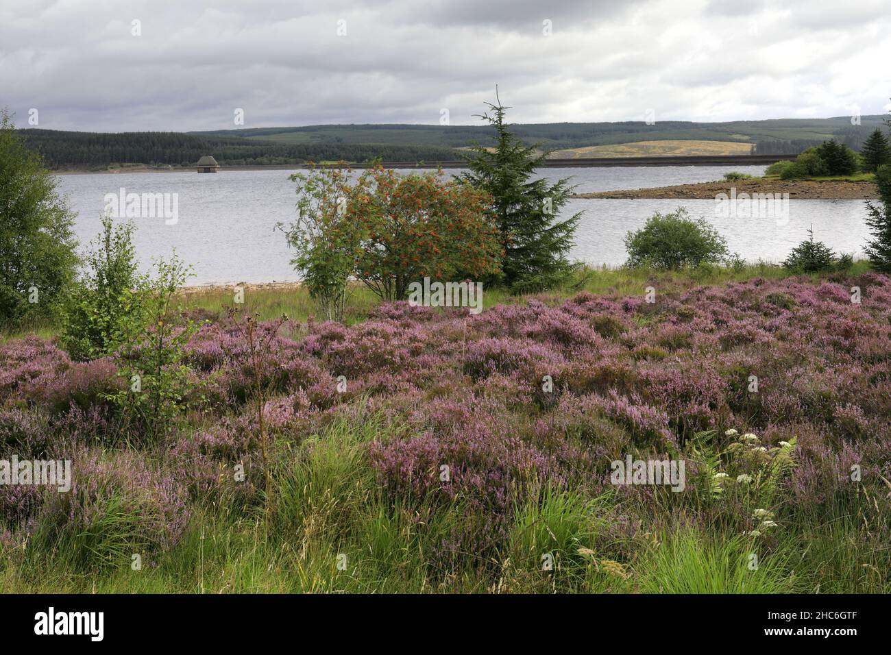 Summer view looking over Kielder Water and Kielder Forest Park ...