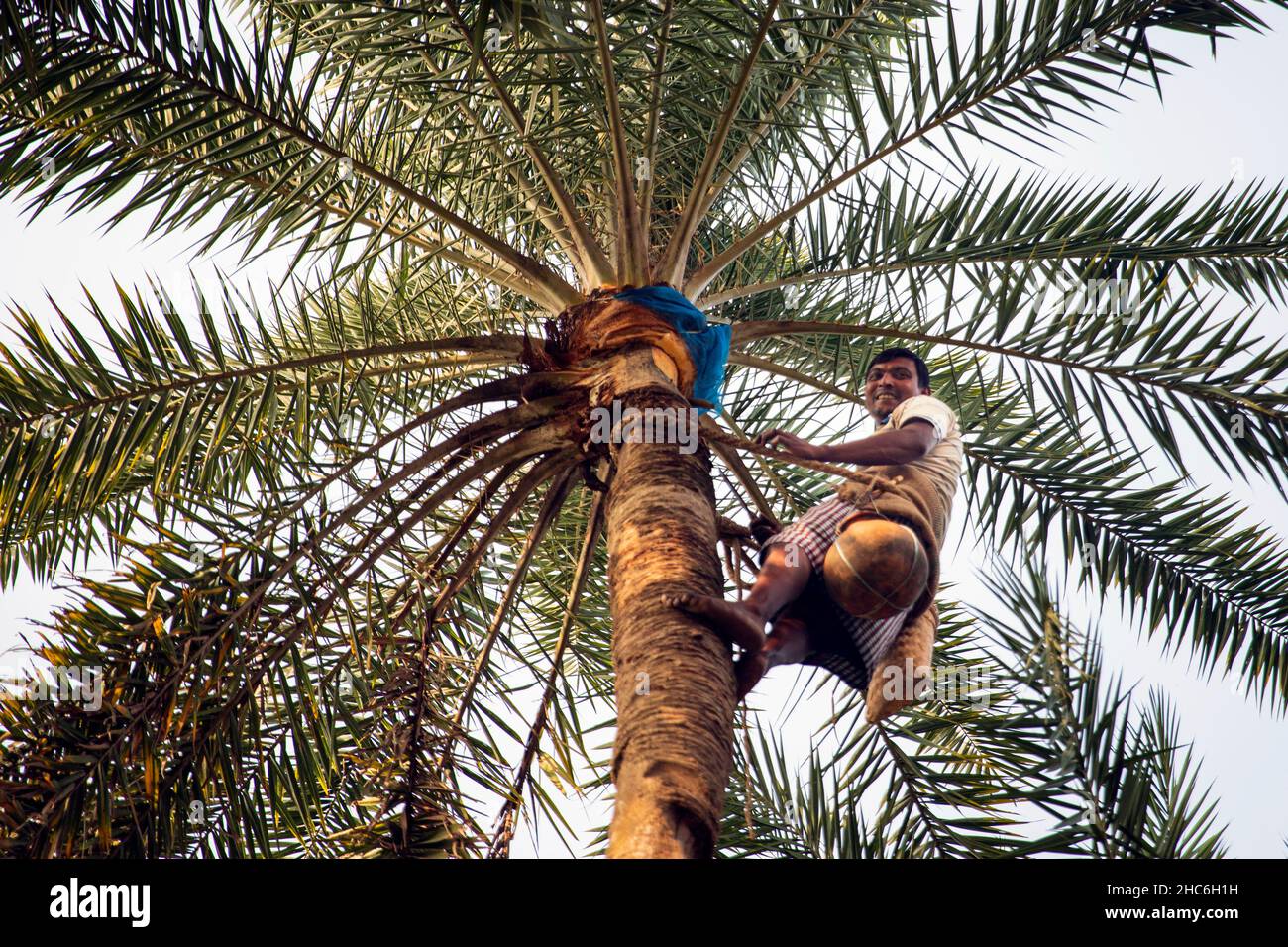Khajur tree hi-res stock photography and images - Alamy