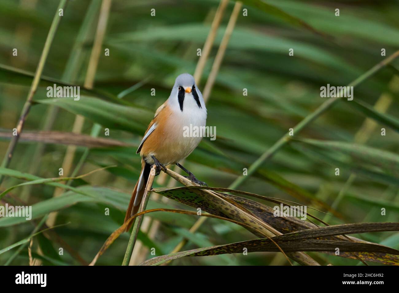 Bearded reedling hi-res stock photography and images - Alamy