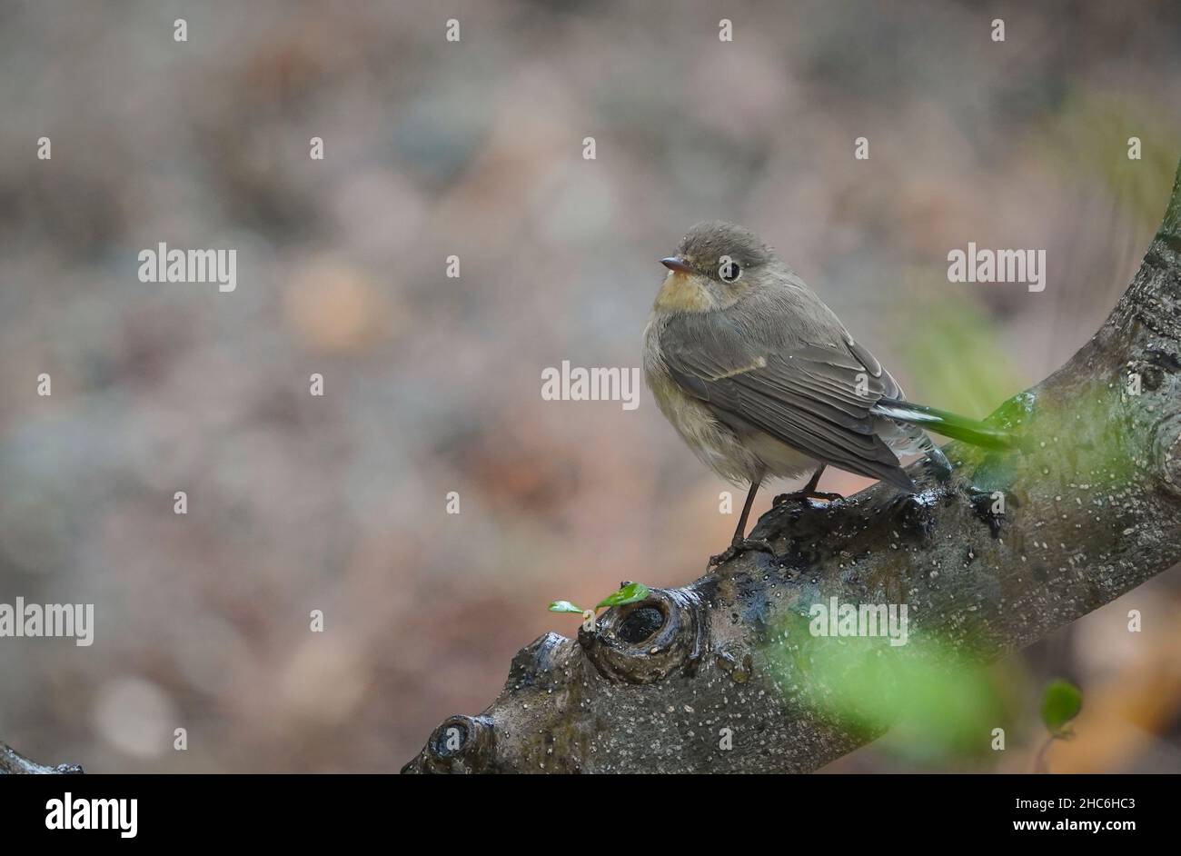 Red-breasted flycatcher (Ficedula parva) female, rare migrant, from ...