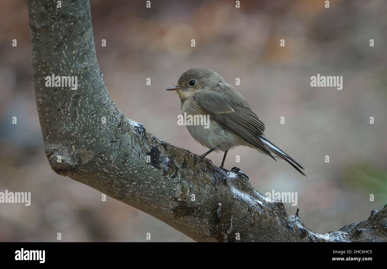 Red-breasted flycatcher (Ficedula parva) female, rare migrant, from ...