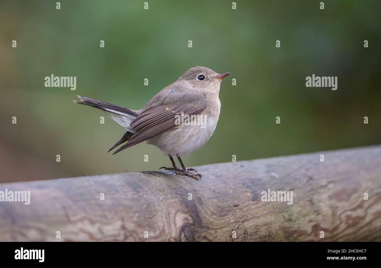 Red-breasted flycatcher (Ficedula parva) female, rare migrant, from ...