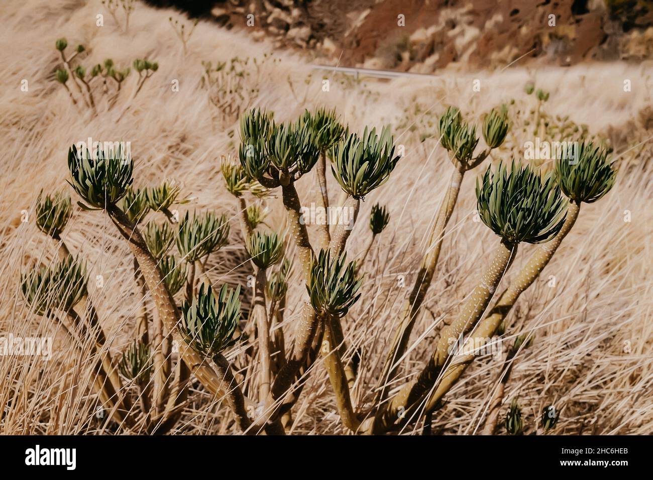 Prickly pear tree grows in dry areas. Beautiful green prickly cactus ...