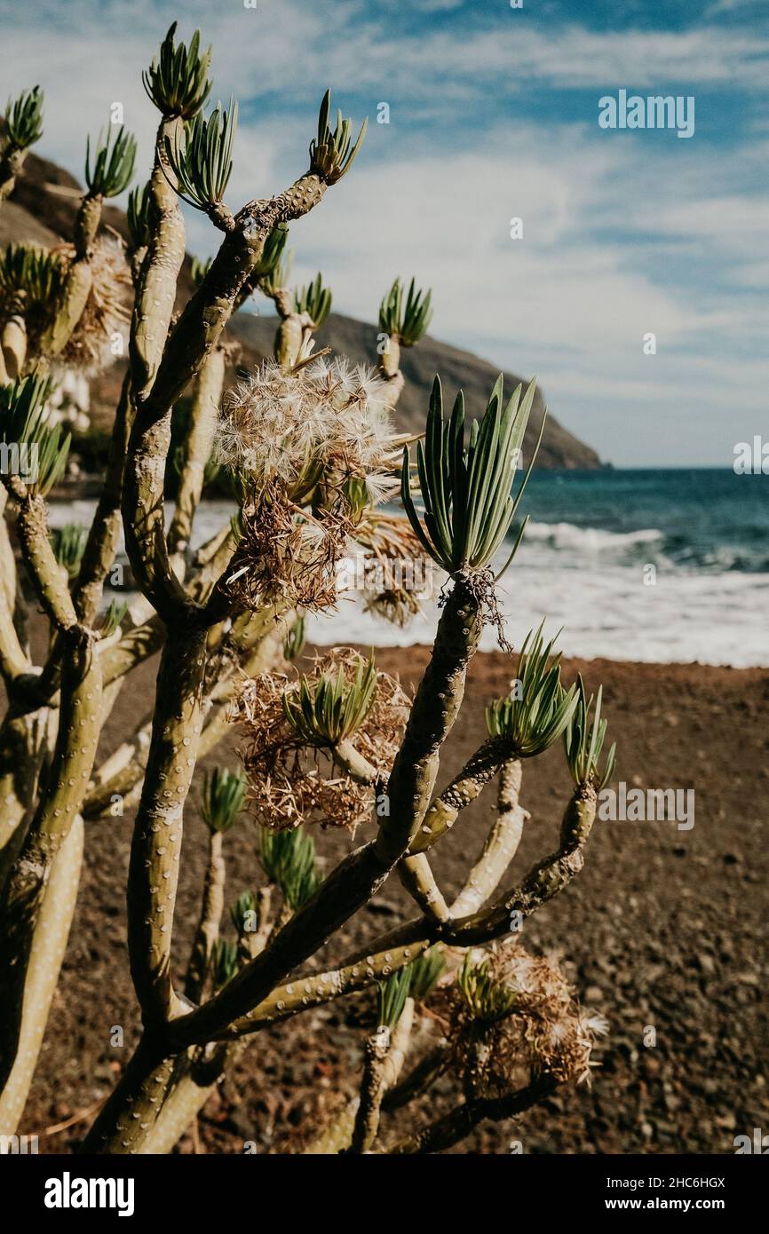 Beautiful cactus bush on amazing island volcanic beach near ocean Stock ...